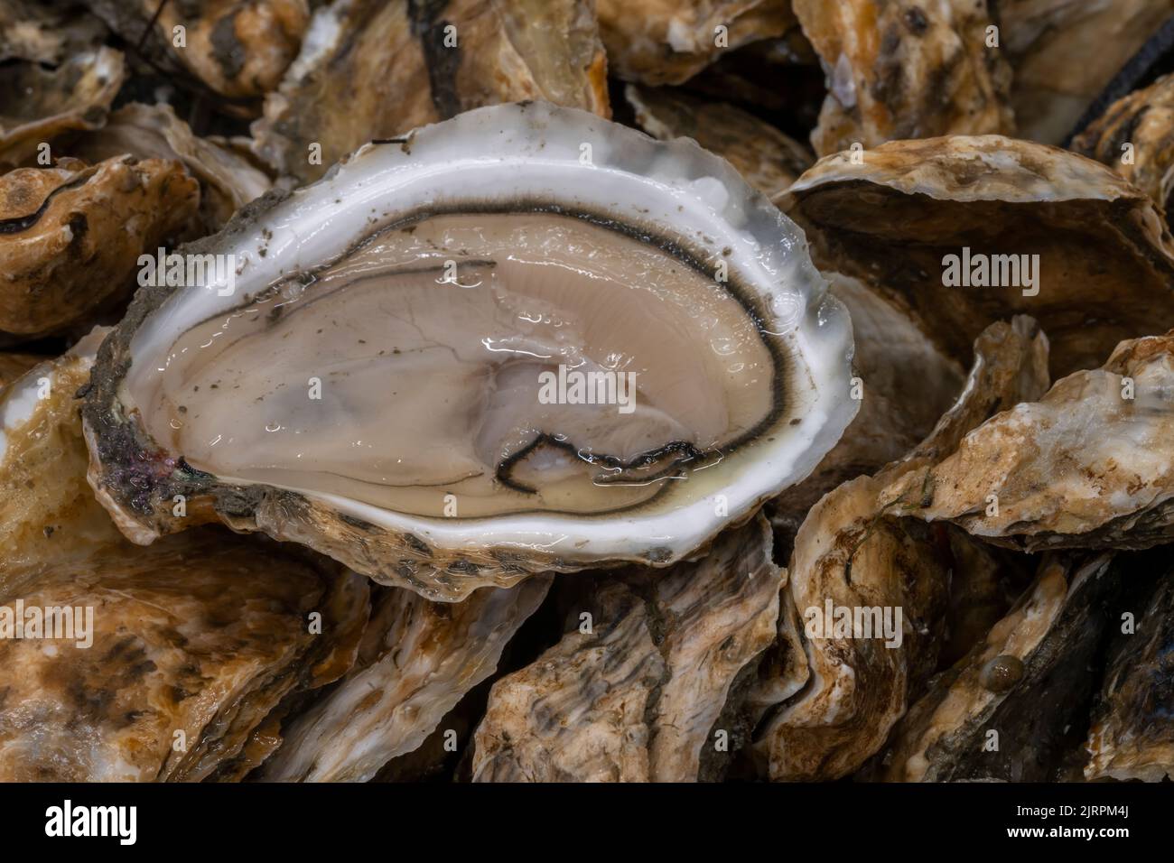 Processing Oysters, Mook Sea Farm, Walpole, Maine Stock Photo - Alamy
