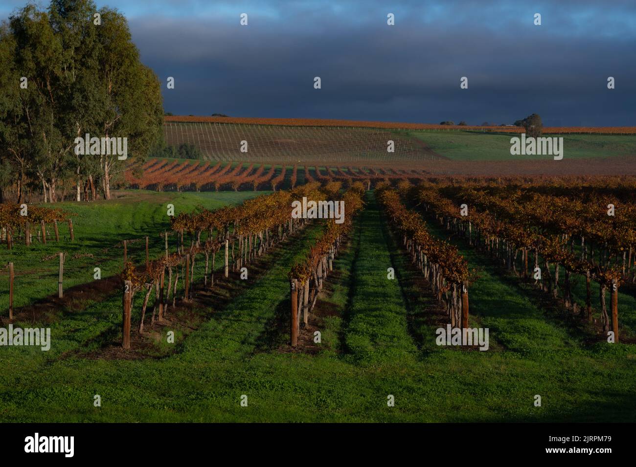 autumn vine yard Stock Photo - Alamy