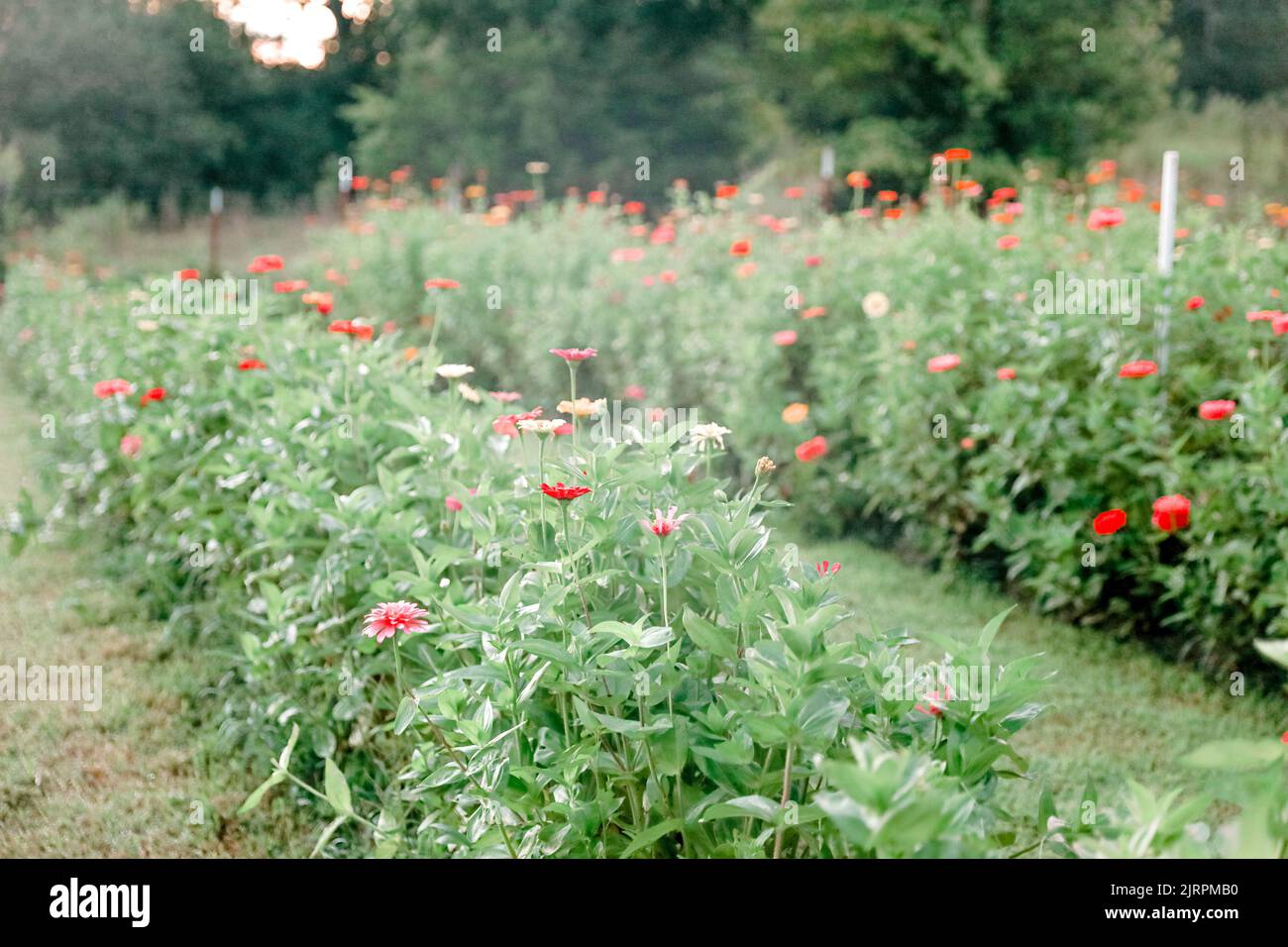 Summer in a Flower Field Stock Photo - Alamy