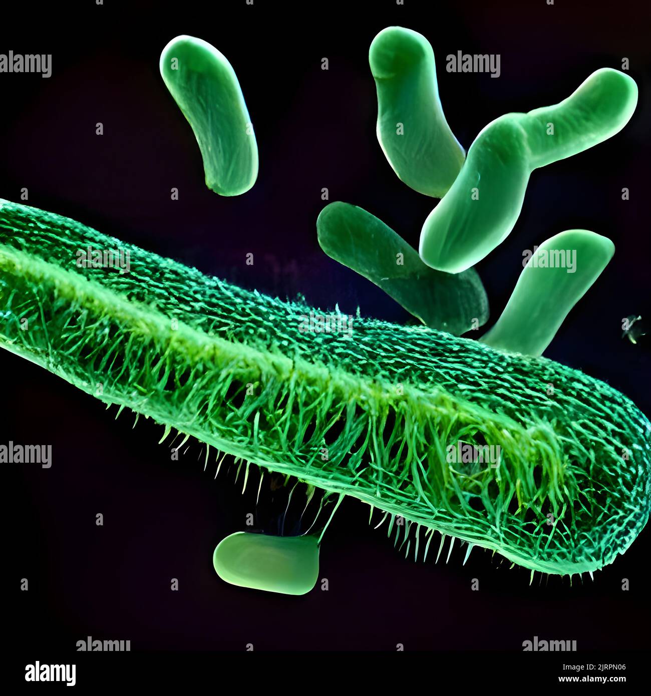 Scientific image of bacteria Citrobacter. 3D illustration Stock Photo ...