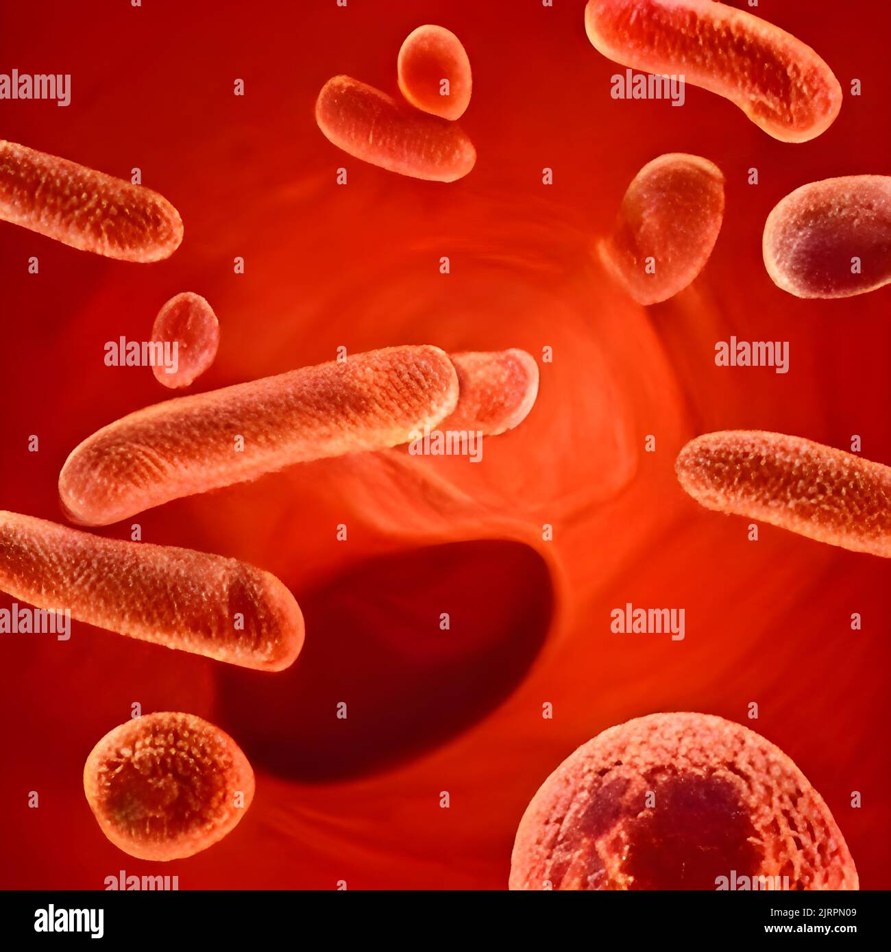 Scientific image of bacteria Citrobacter. 3D illustration Stock Photo ...