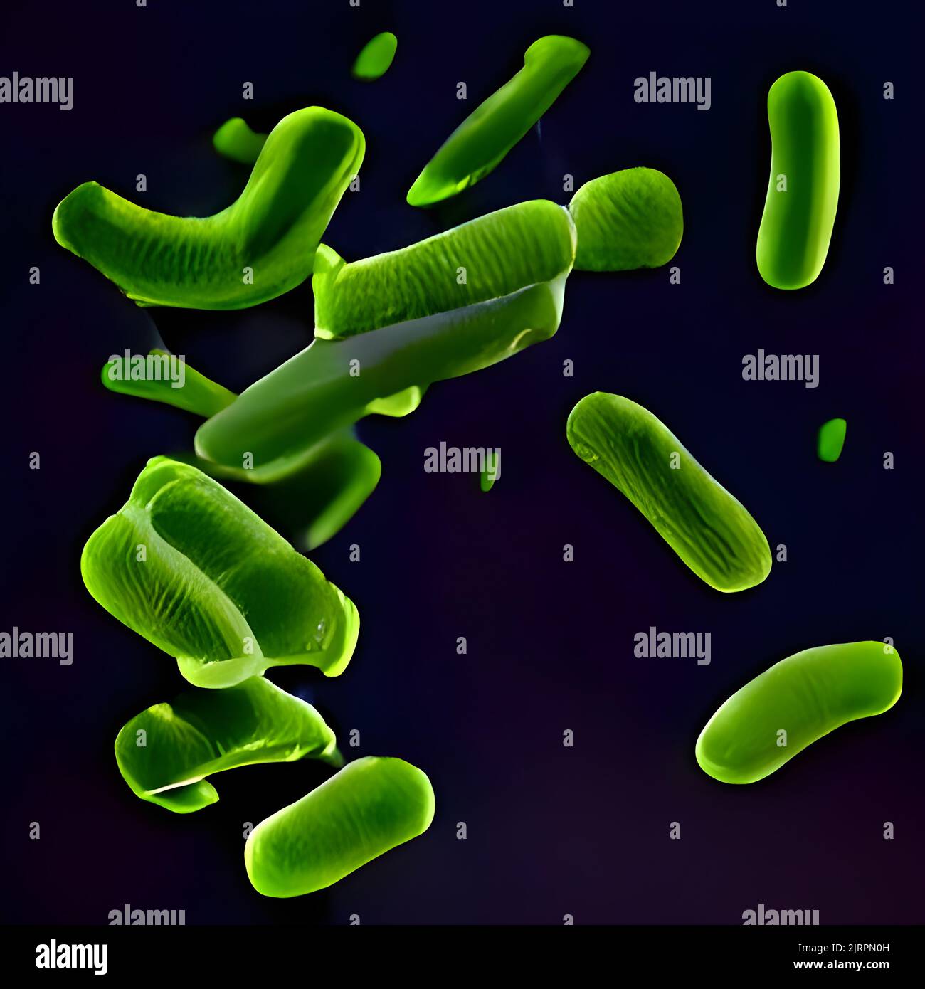 Scientific image of bacteria Citrobacter. 3D illustration Stock Photo ...