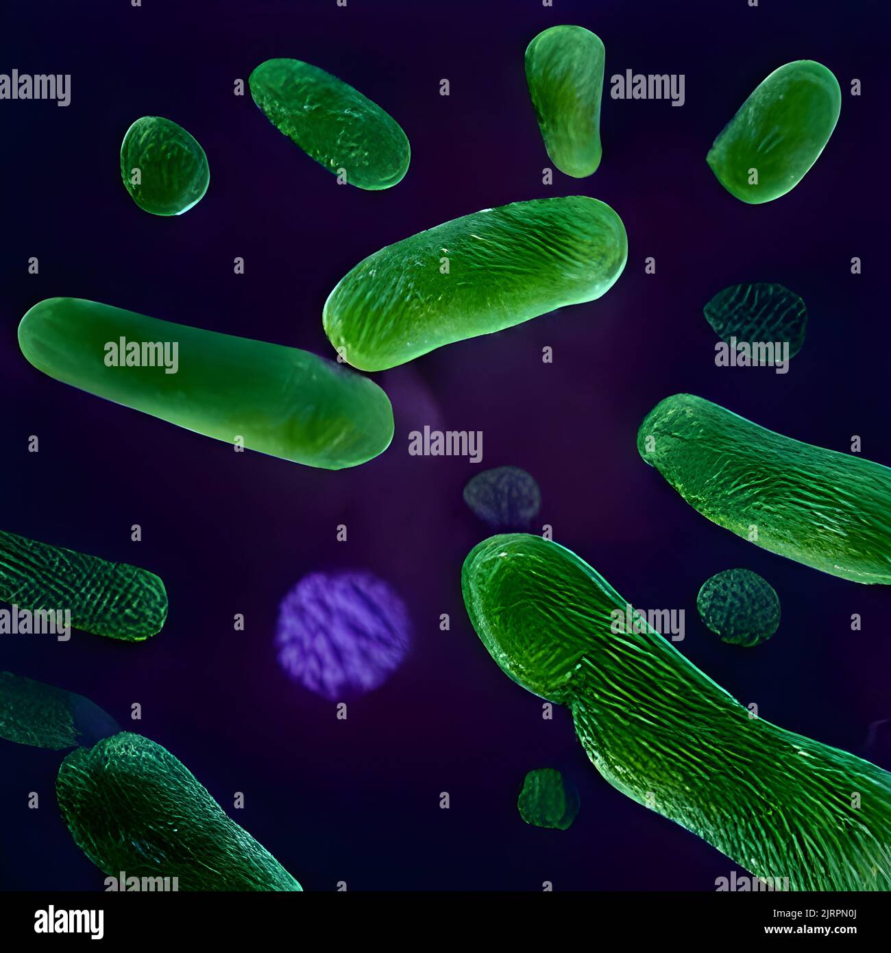 Legionella pneumophila - medical 3d illustration Stock Photo - Alamy