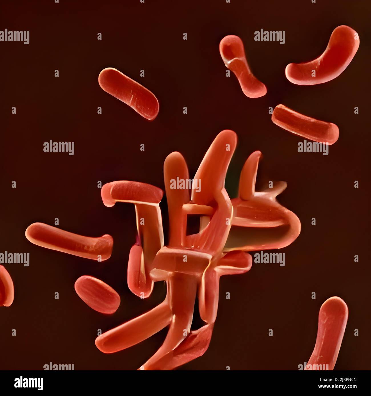 Scientific image of bacteria Citrobacter. 3D illustration Stock Photo ...