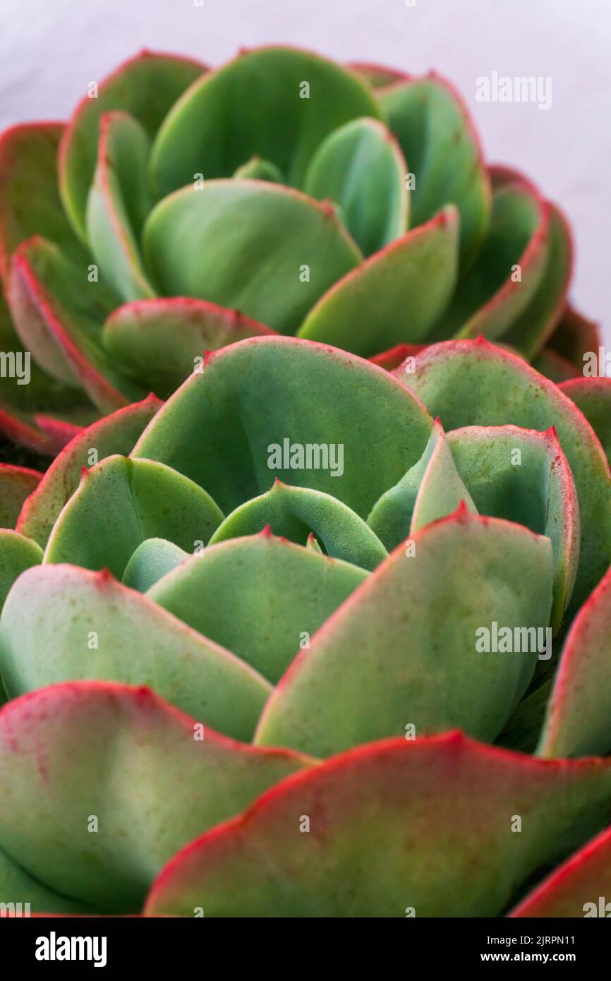 Giant succulents hi-res stock photography and images - Alamy