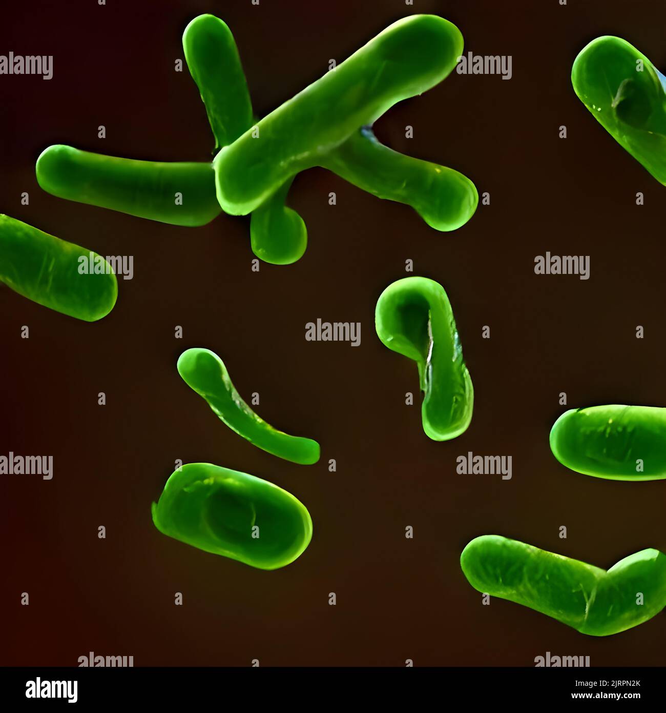 Escherichia Coli (E. Coli.) cells or bacteria under microscope Stock ...