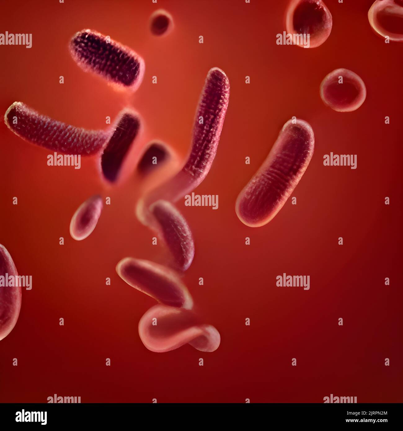 Escherichia Coli (E. Coli.) cells or bacteria under microscope Stock ...