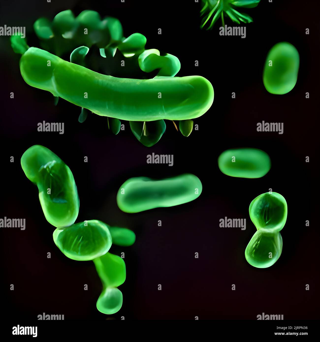 Microscopic view of bacteria. 3d illustration Stock Photo - Alamy