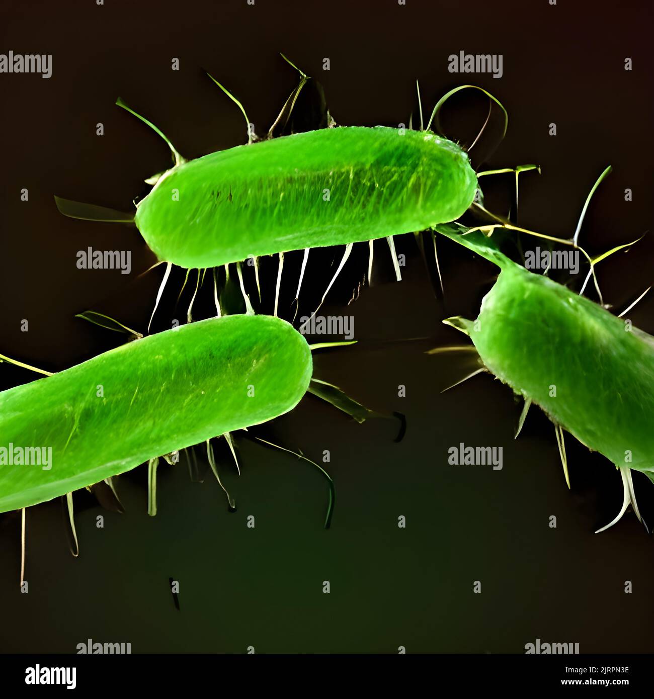 Bacteria outbreak and bacterial infection as a microscopic background ...