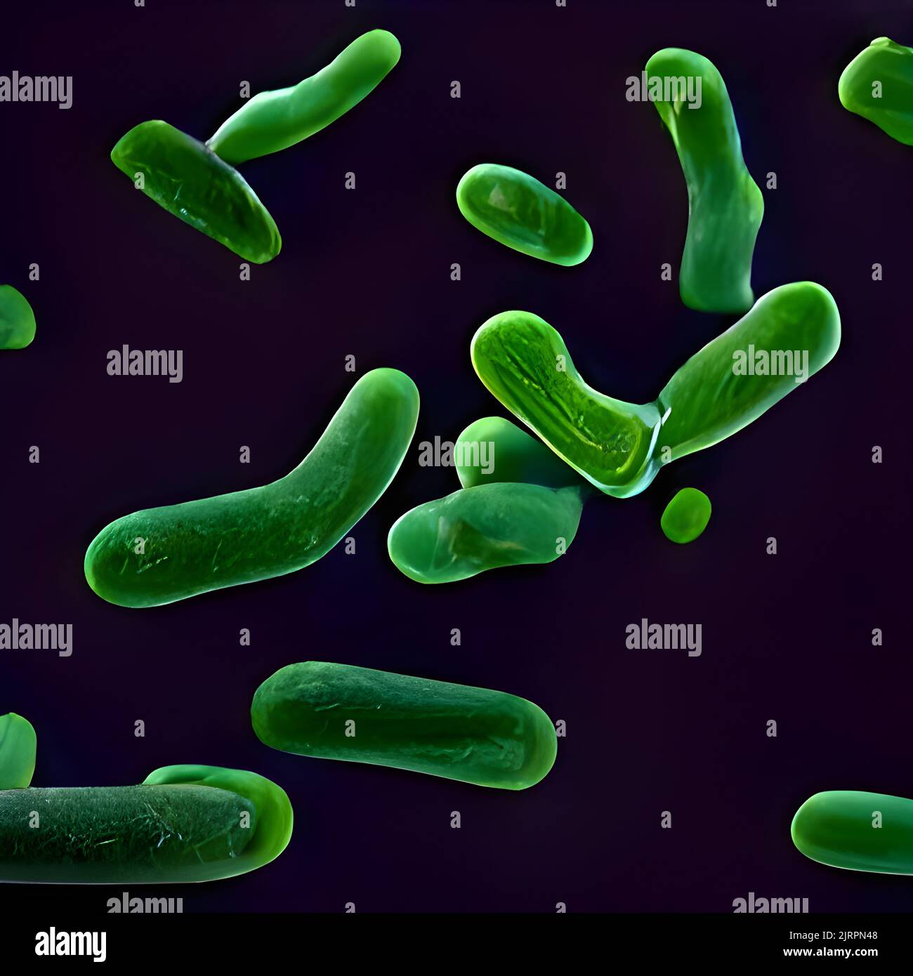 Bacteria Lactobacillus, 3D illustration. lactic acid bacteria Stock ...