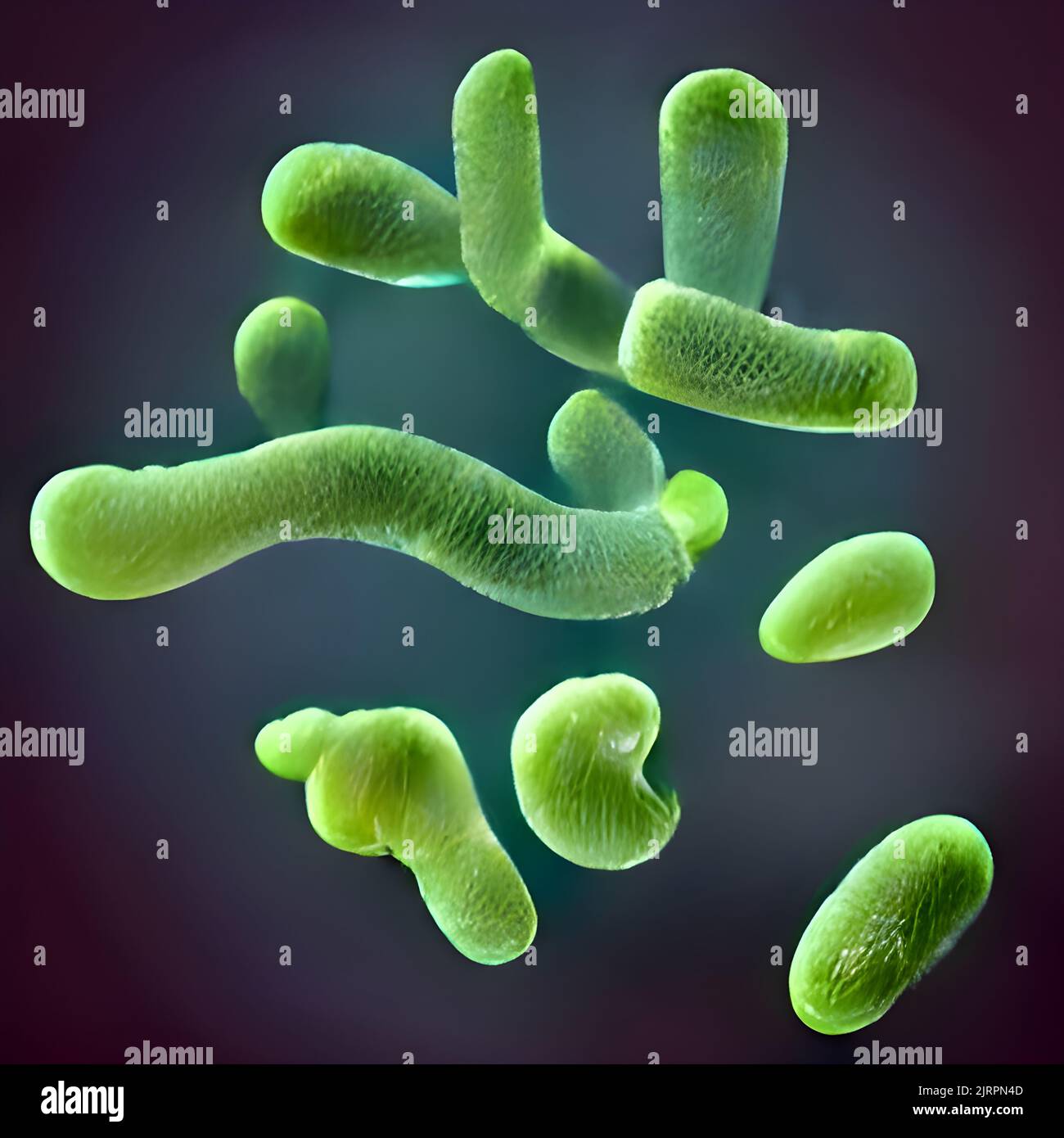 Bacteria outbreak and bacterial infection as a microscopic background ...