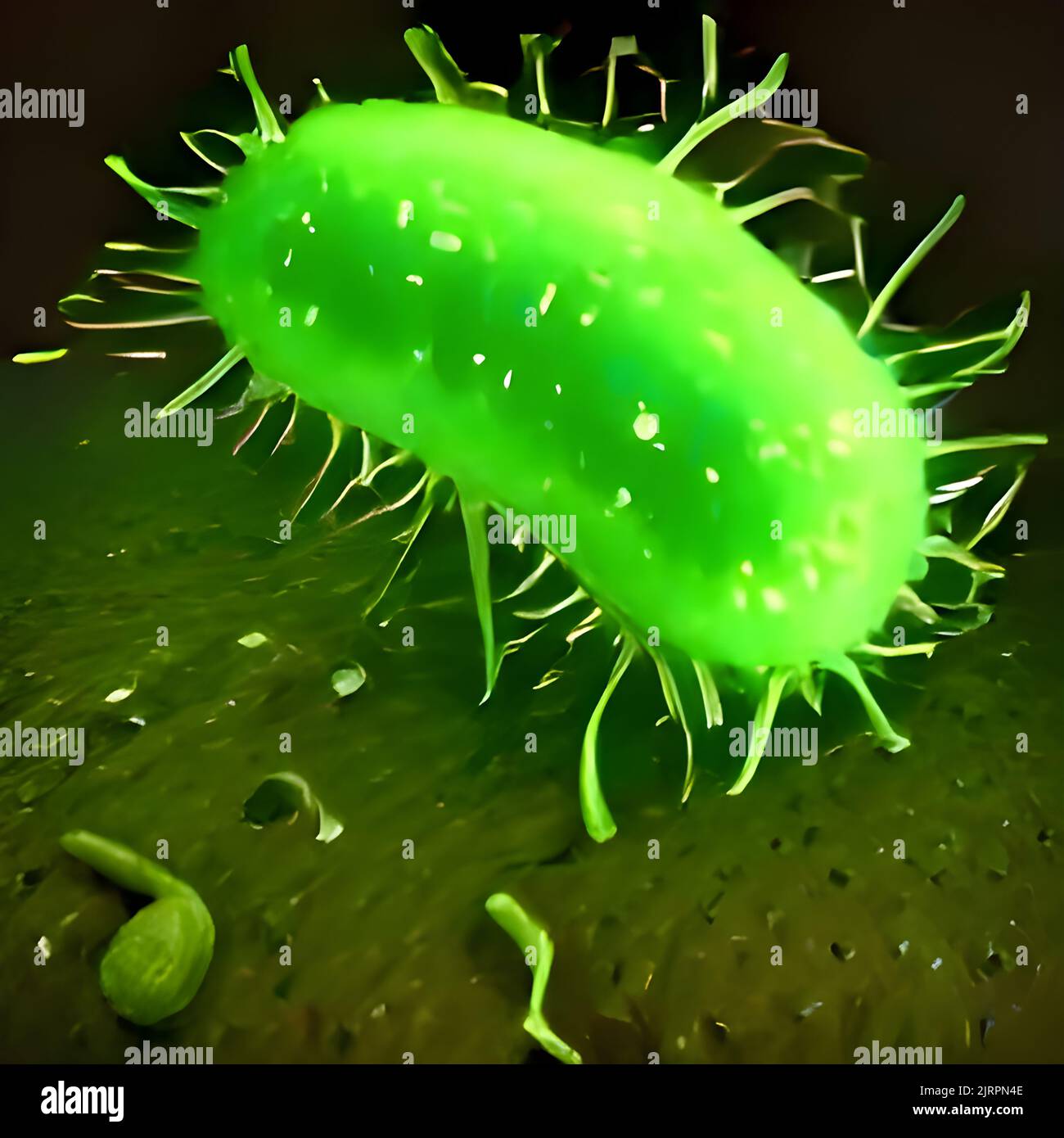 Bacteria outbreak and bacterial infection as a microscopic background ...