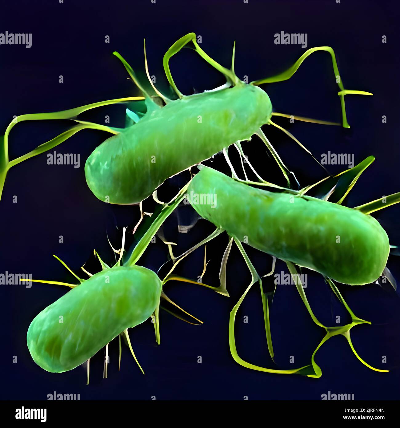 Bacteria outbreak and bacterial infection as a microscopic background ...