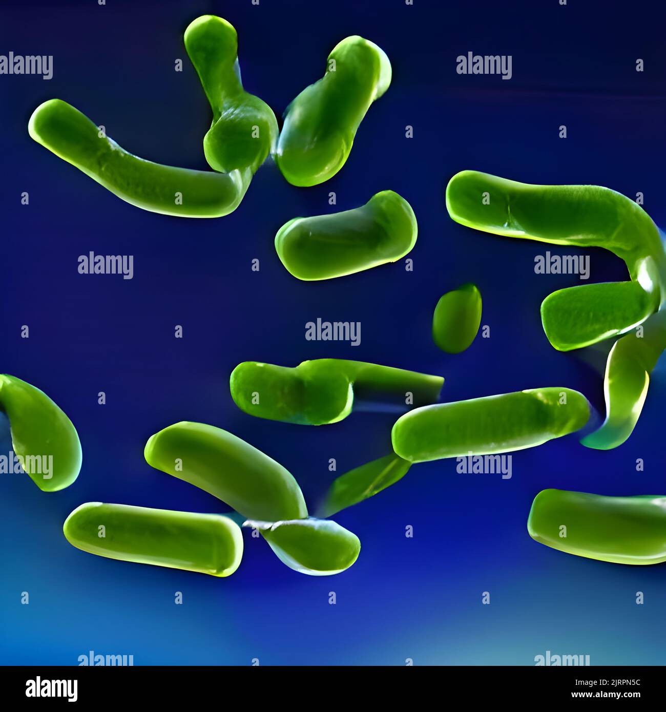 Bacteria Lactobacillus, 3D illustration. lactic acid bacteria Stock ...
