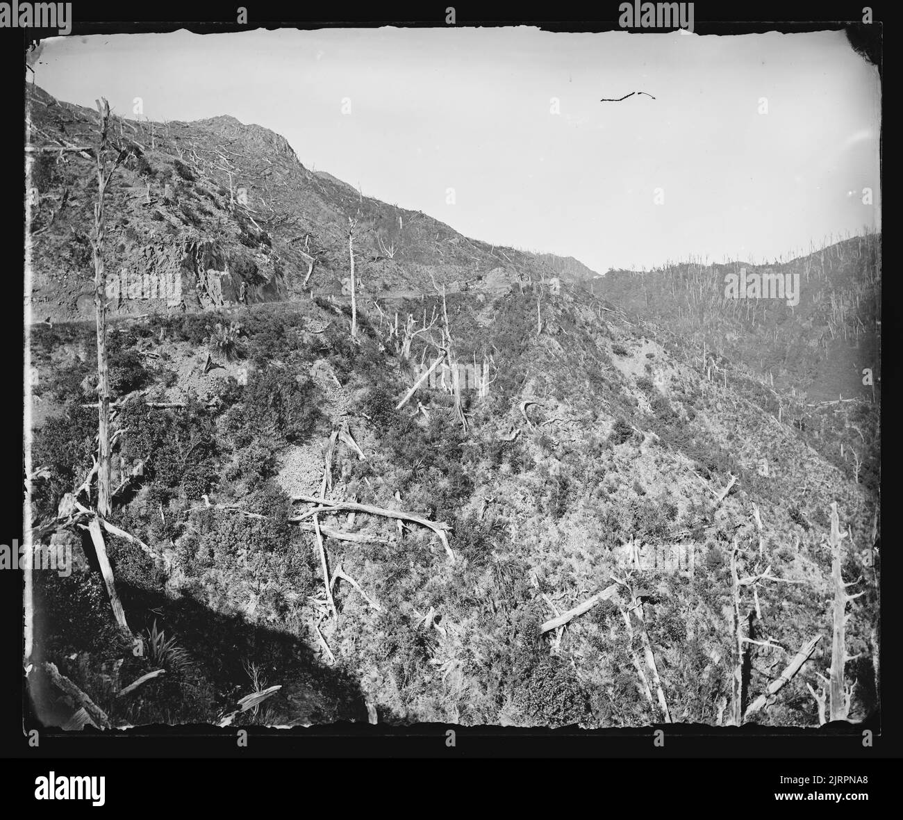 Remutaka [Rimutaka] Hill, one mile from the top, looking up on the ...