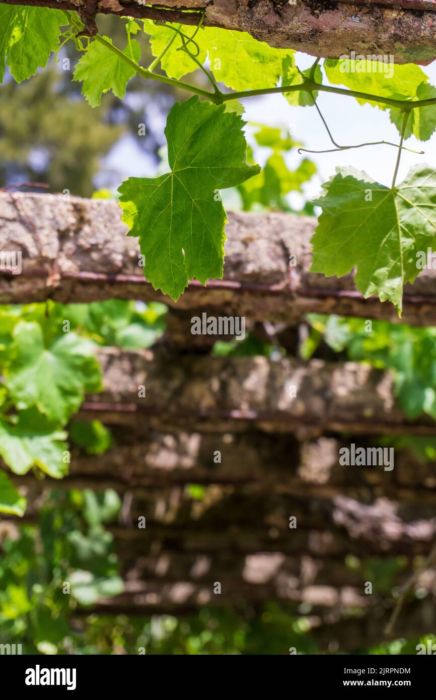 Vine branches on old concrete supports Stock Photo - Alamy Vine branches on old concrete supports Stock Photo - Alamy