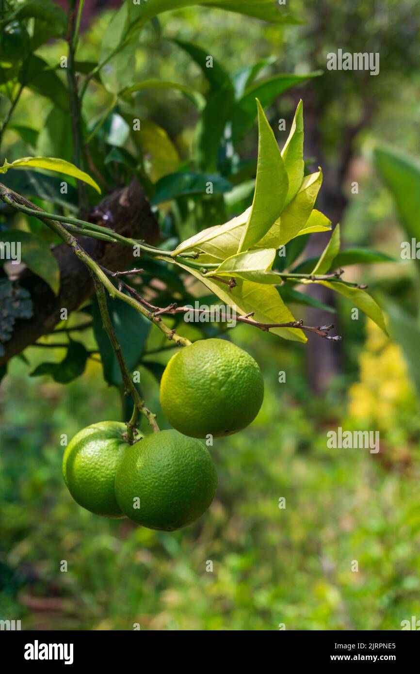 Green oranges hi-res stock photography and images - Alamy