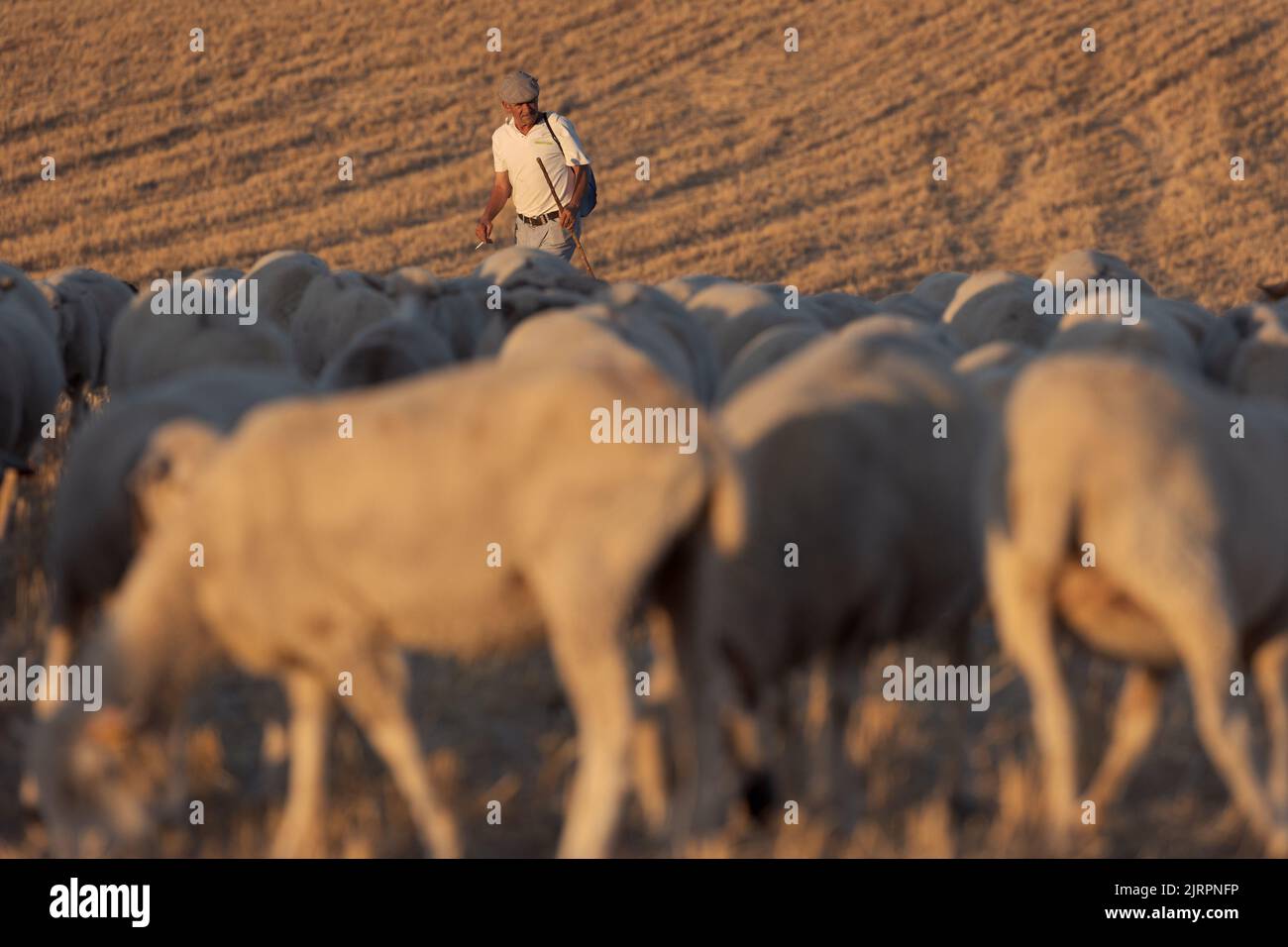 shepherd man sheep cattle flock Stock Photo - Alamy