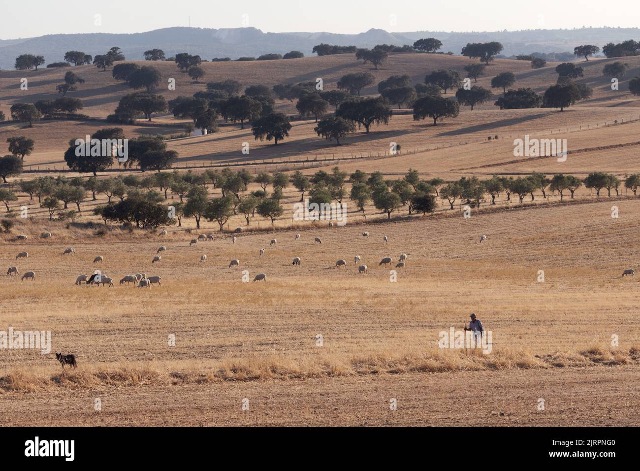 shepherd man sheep cattle flock Stock Photo - Alamy