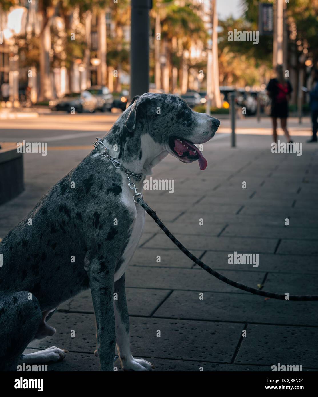 great dane dog street cute canine big Stock Photo - Alamy