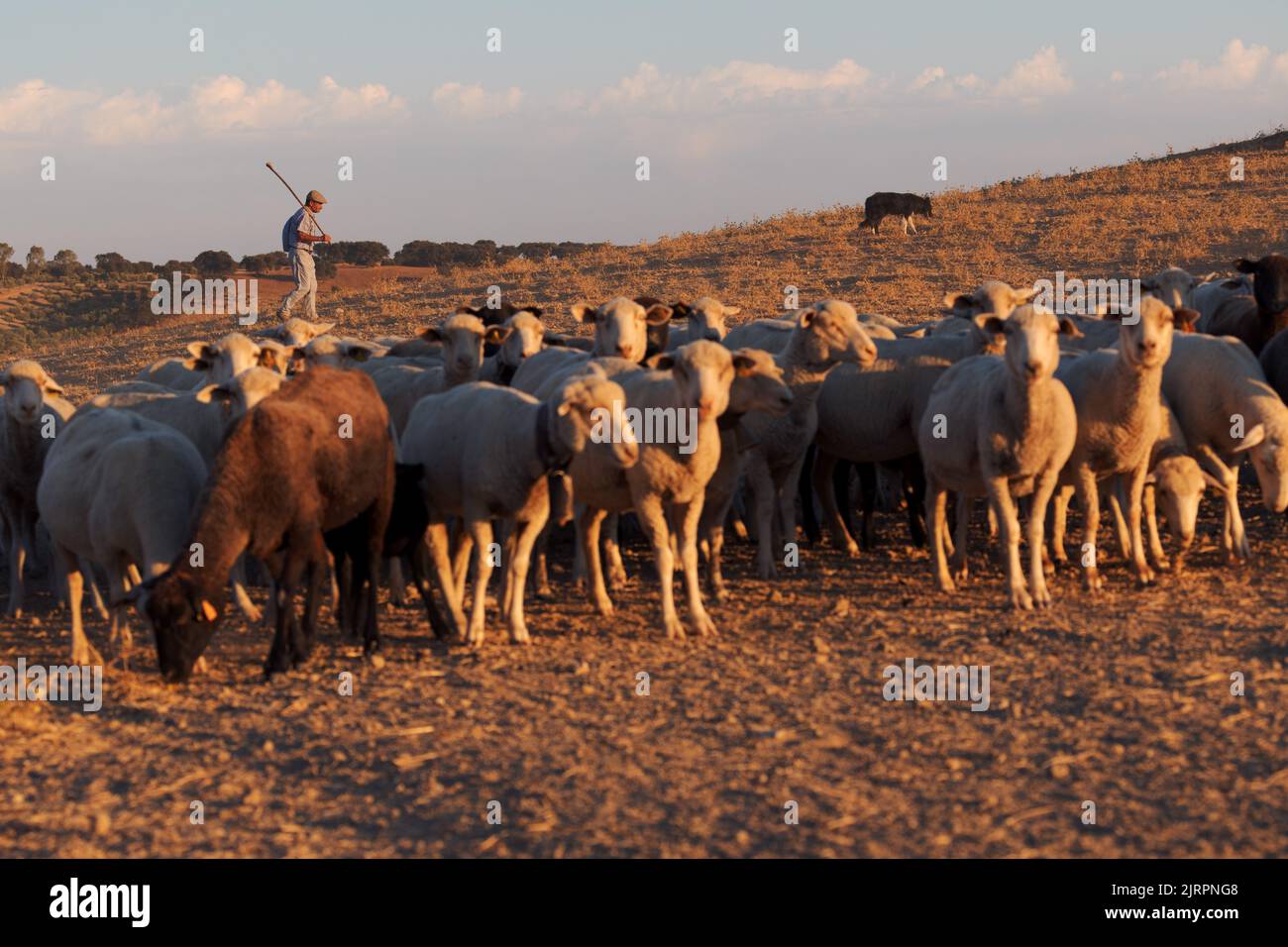 shepherd man sheep cattle flock Stock Photo - Alamy