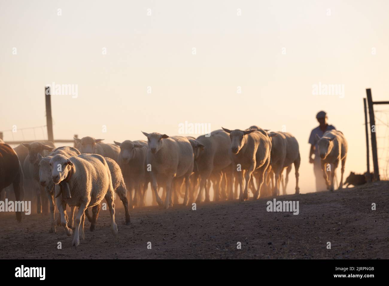 shepherd man sheep cattle flock Stock Photo - Alamy