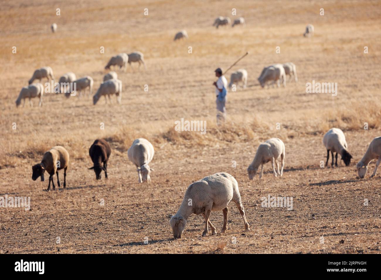 shepherd man sheep cattle flock Stock Photo - Alamy