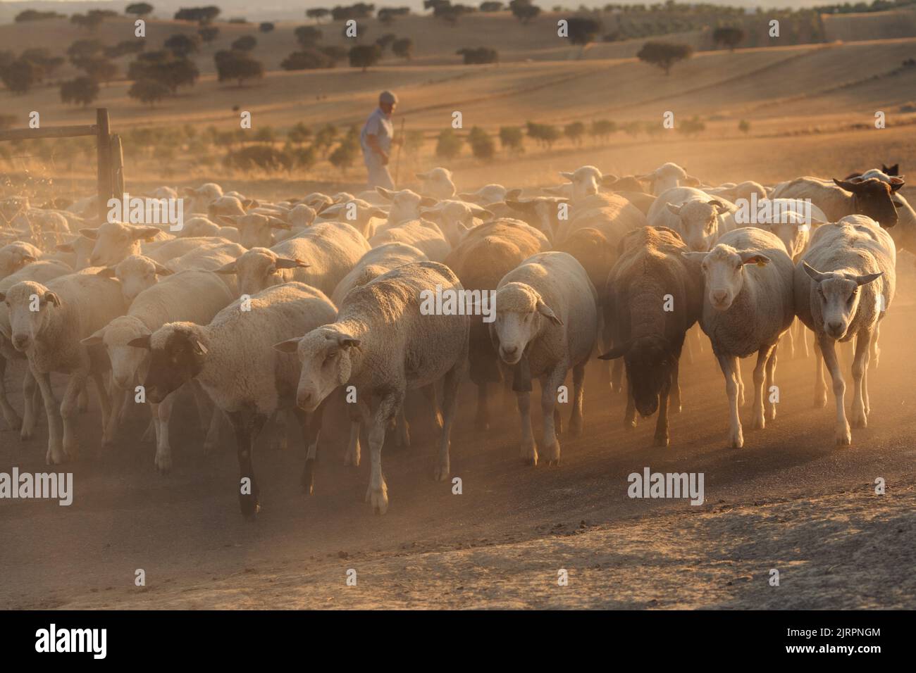 shepherd man sheep cattle flock Stock Photo - Alamy