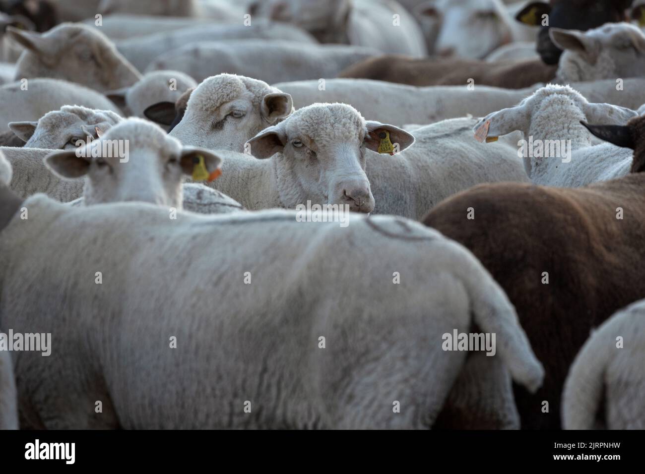 shepherd man sheep cattle flock Stock Photo - Alamy