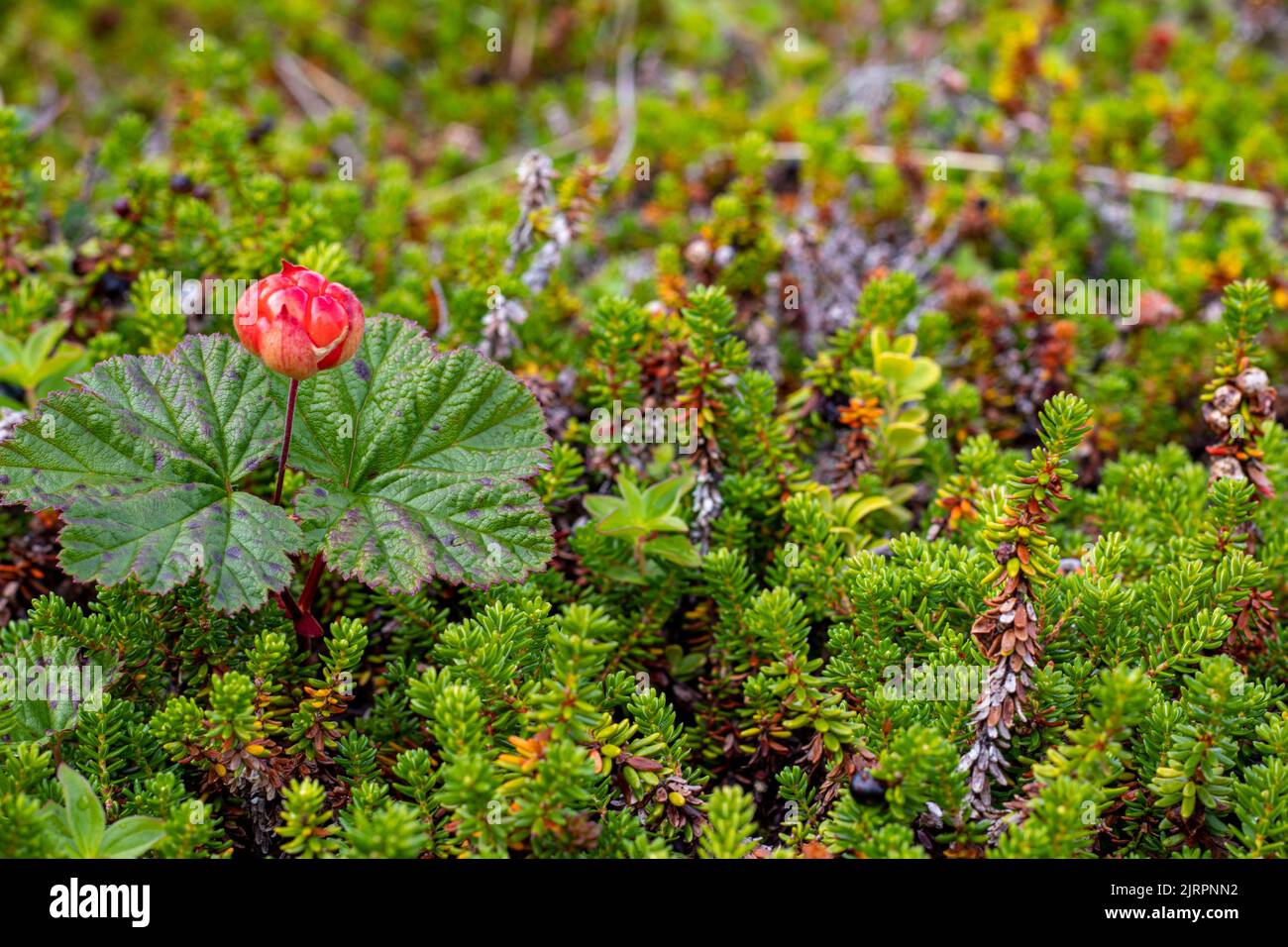 Arctic raspberries. An amber cloudberry in Norway Stock Photo - Alamy