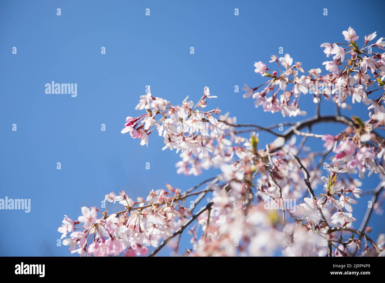 A closeup shot of a cherry blossoms on the tree branch against the ...