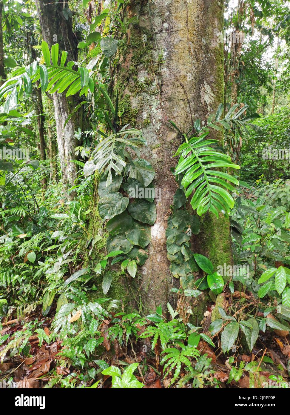 Tree in the tropical rainforest covered with lianas Stock Photo - Alamy