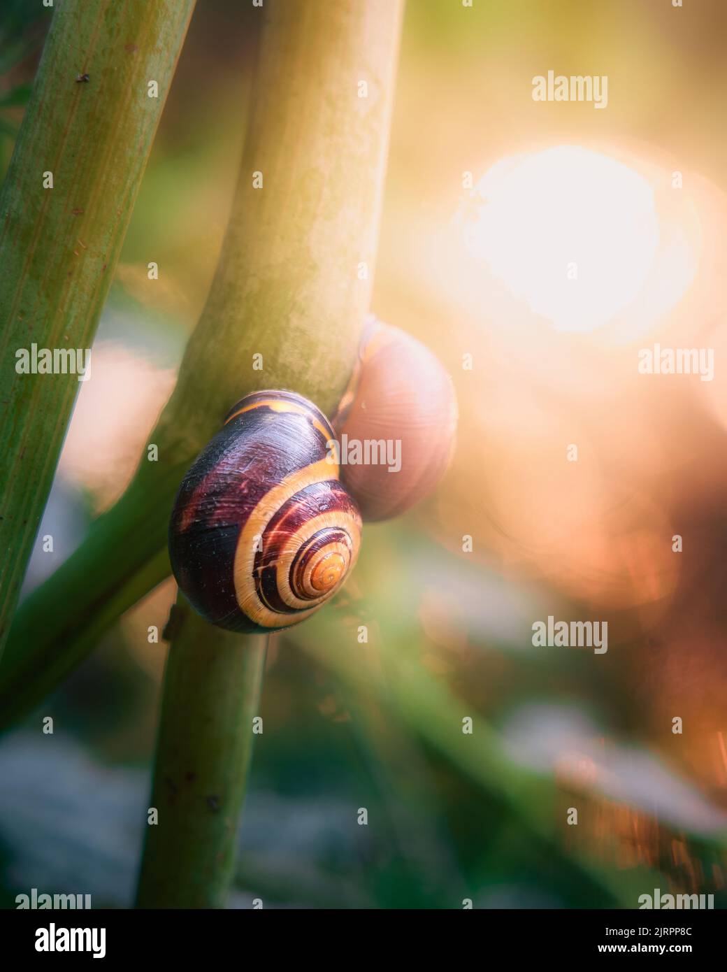 The snail shells on a green stem with the blurred forest background ...