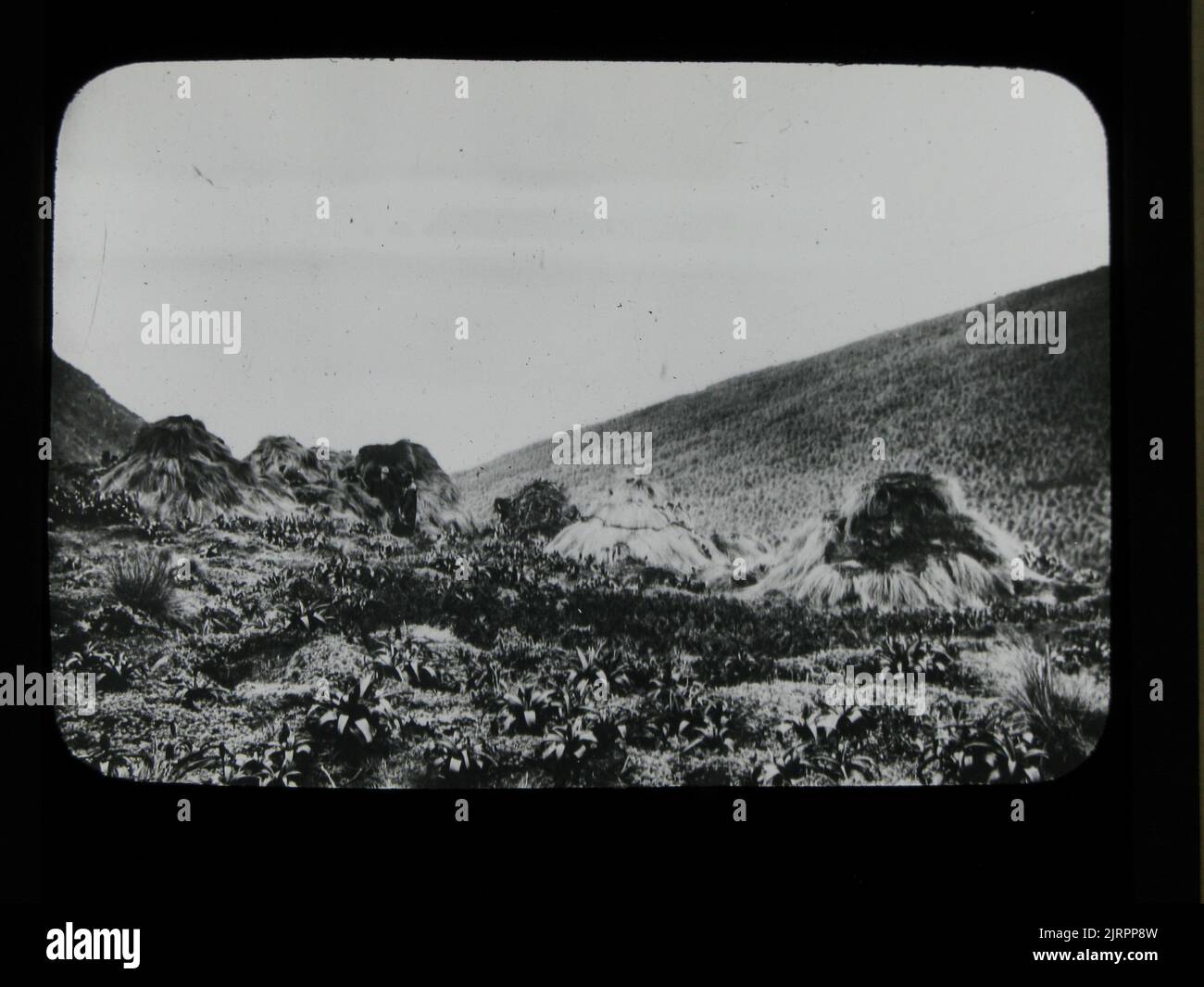 Huts of the 'Dundonald' castaways, Disappointment Island, November 1907 ...