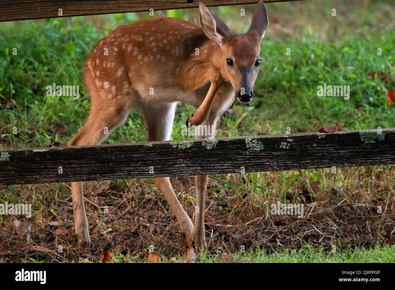 A Fawn Crossing a Fence Stock Photo - Alamy