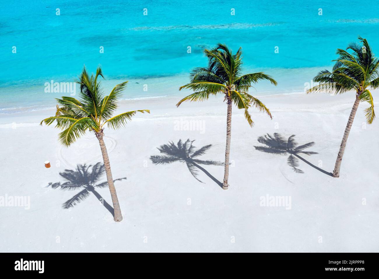 Aerial view of palm trees on tropical beach Stock Photo - Alamy