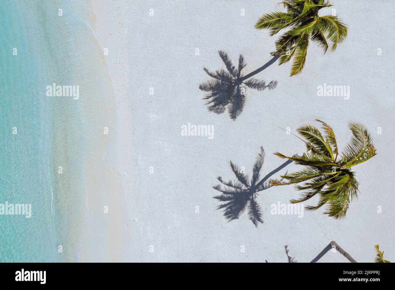 Aerial view of palm trees on tropical beach Stock Photo - Alamy