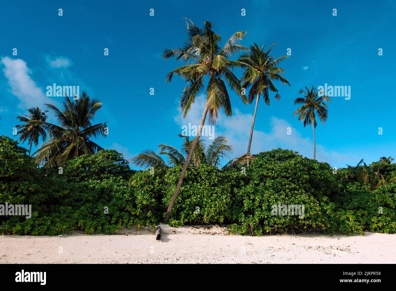 Tropical landscape, Thaa Atoll, Maldives Stock Photo - Alamy