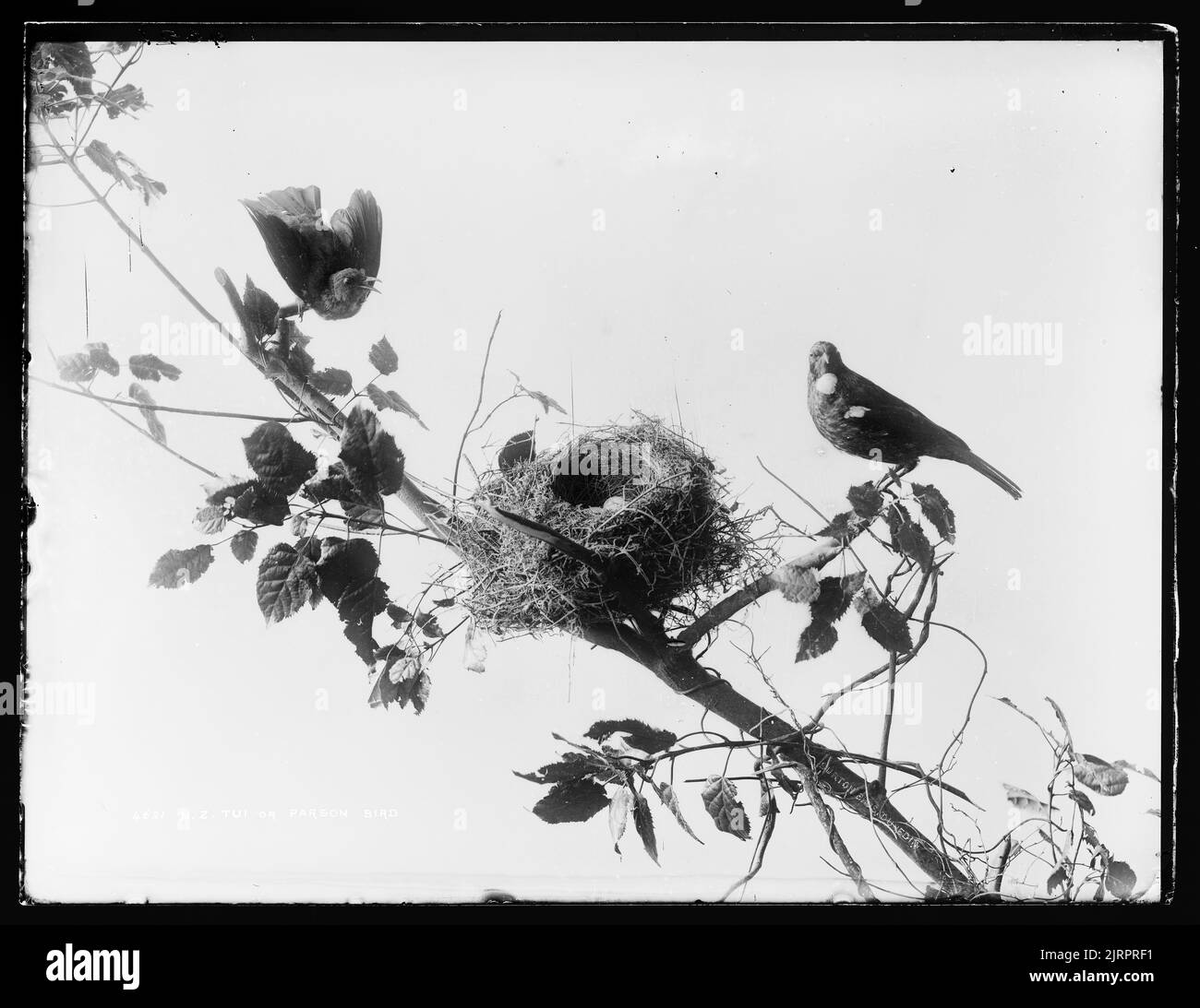 Parson bird hi-res stock photography and images - Alamy