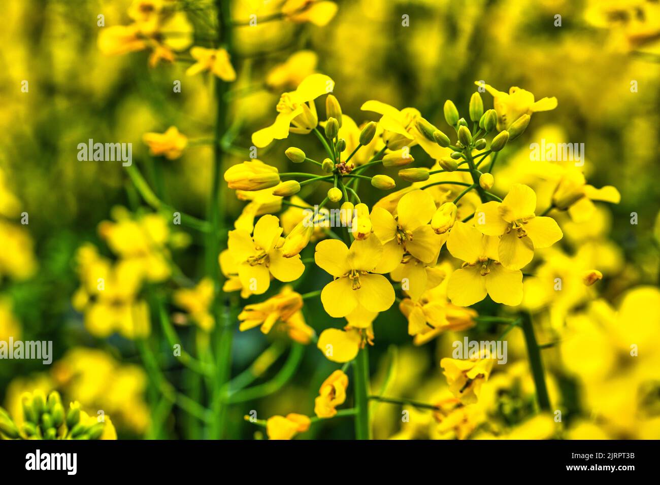 Rapeseed flower on a yellow-green background. Abstract natural ...