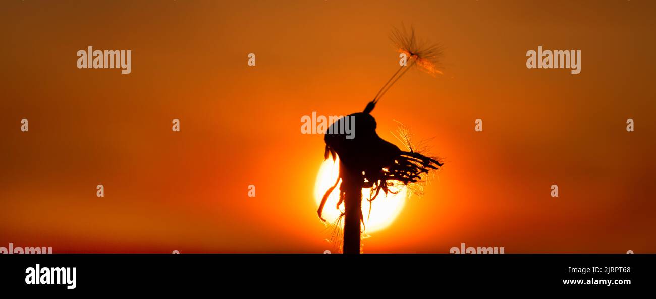 Dandelion on the background of the sun. Sunset, high contrast Stock ...