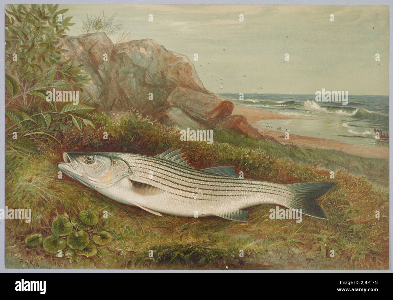 Untitled, circa 1878, by Samuel Kilbourne Stock Photo - Alamy