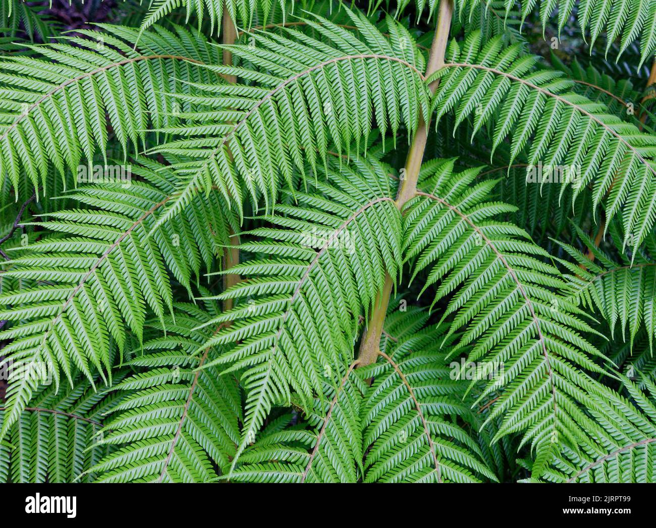 Fern leaves, with symmetrical fronds, native bush, west coast, south ...