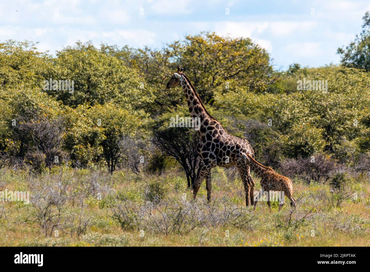 A beautiful view of Giraffes in a field with trees in the background in ...
