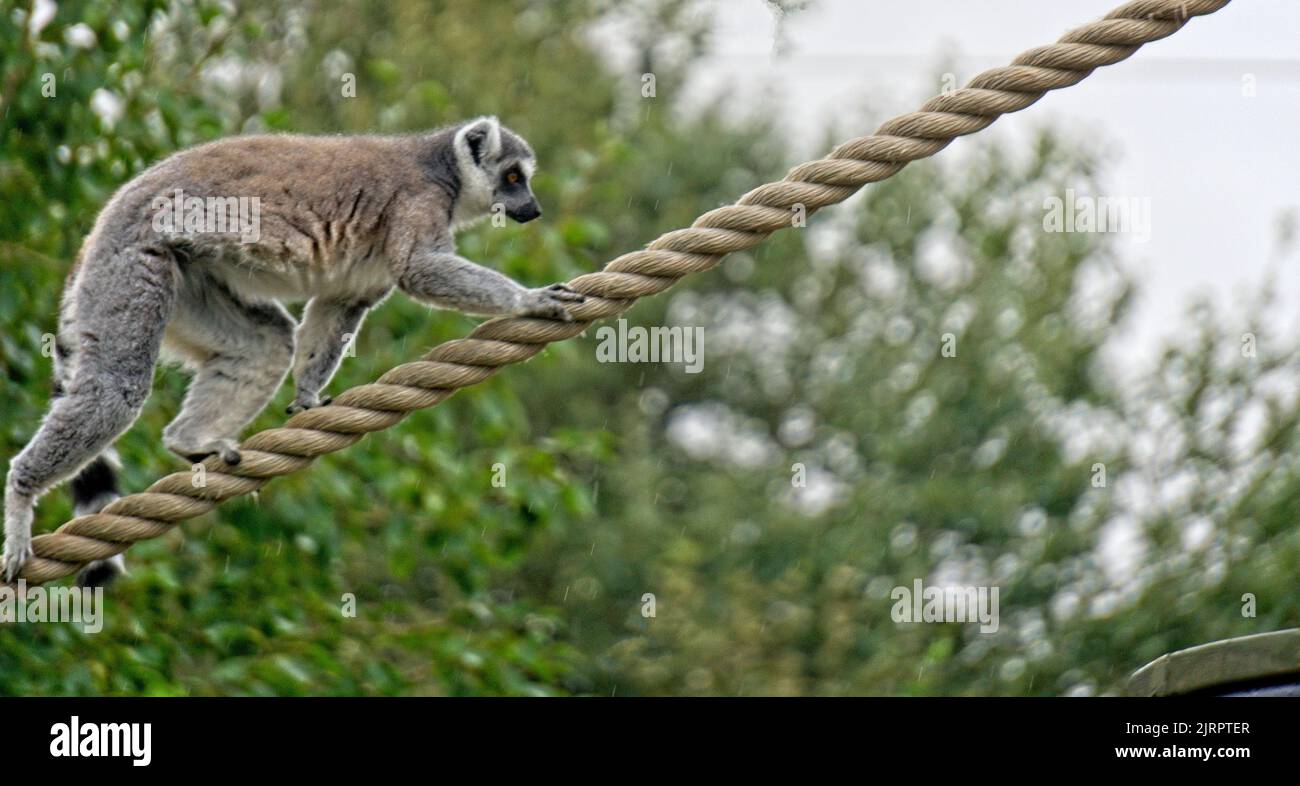 Ring tailed lemurs outdoor hi-res stock photography and images - Alamy