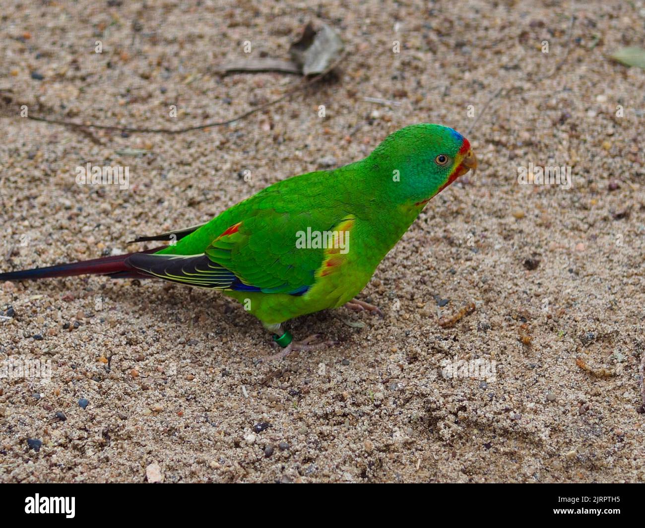 Wonderful appealing Swift Parrot with brilliant vivid plumage Stock ...