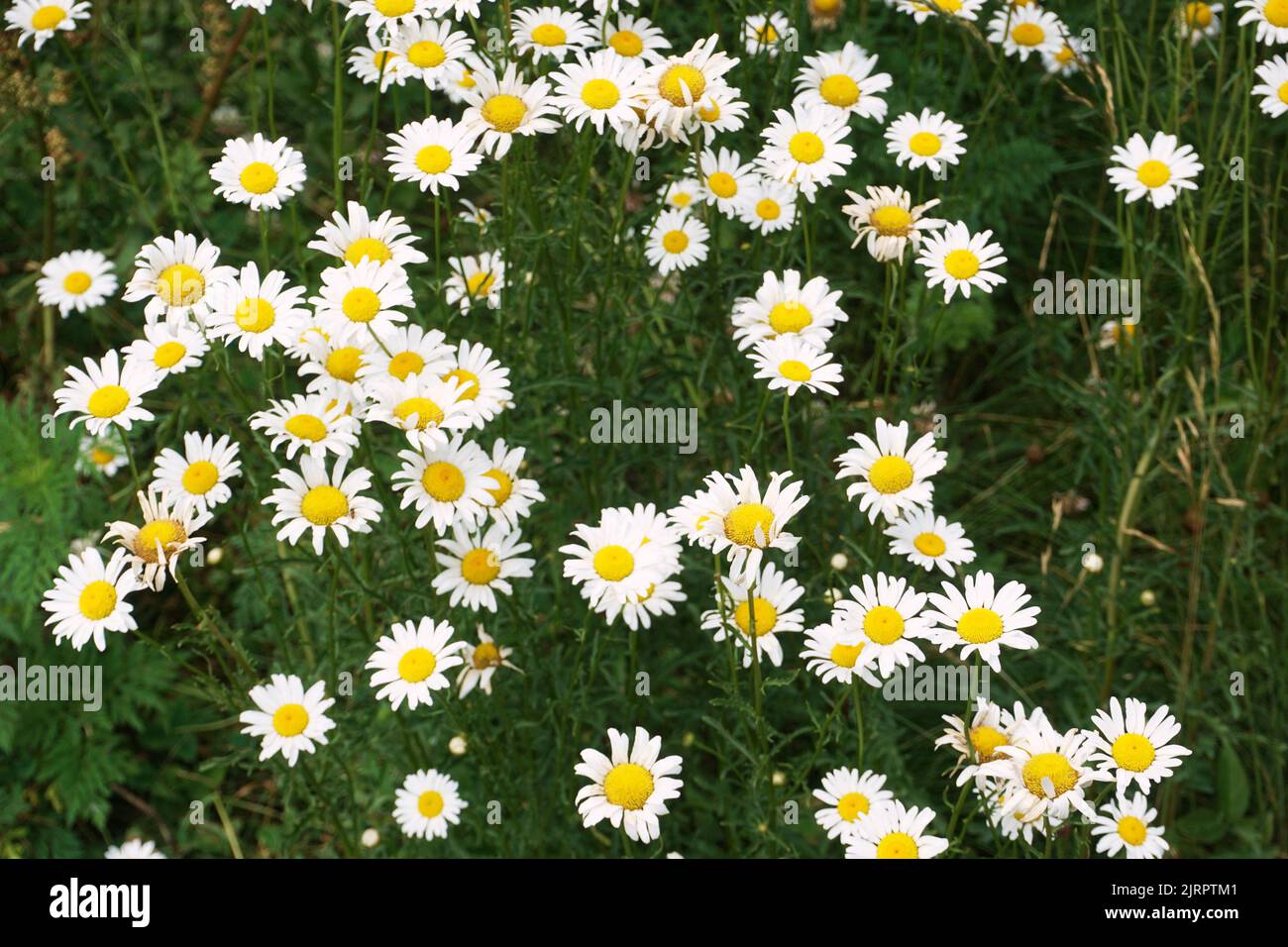 White daisies grow in yard hi-res stock photography and images - Alamy