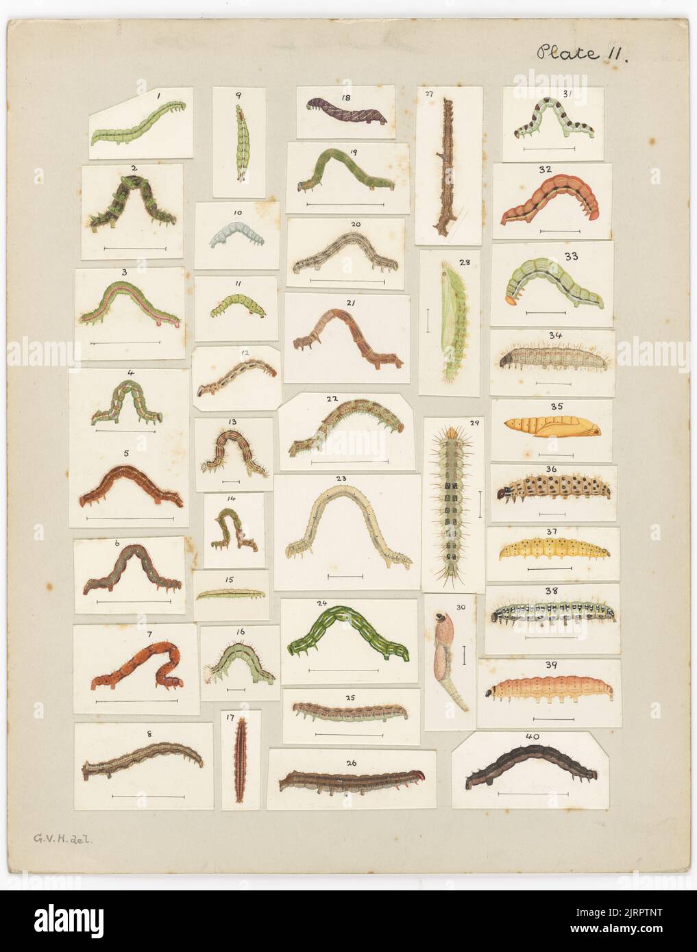 Butterflies color drawing moths hi-res stock photography and images - Alamy