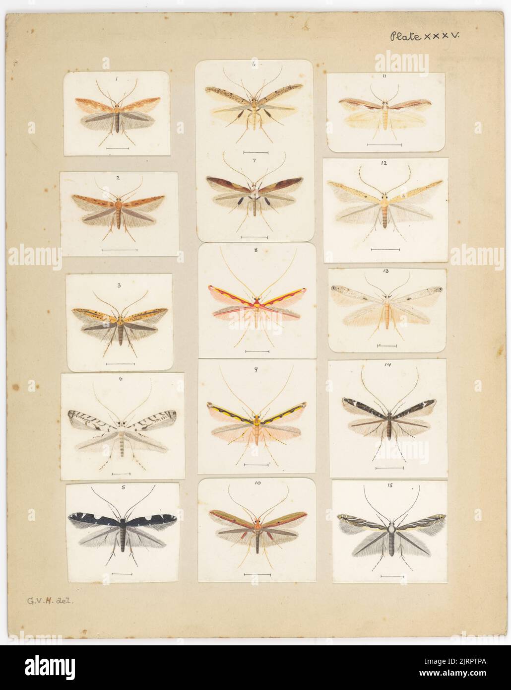Plate XXXV. The butterflies and moths of New Zealand., circa 1927, by ...