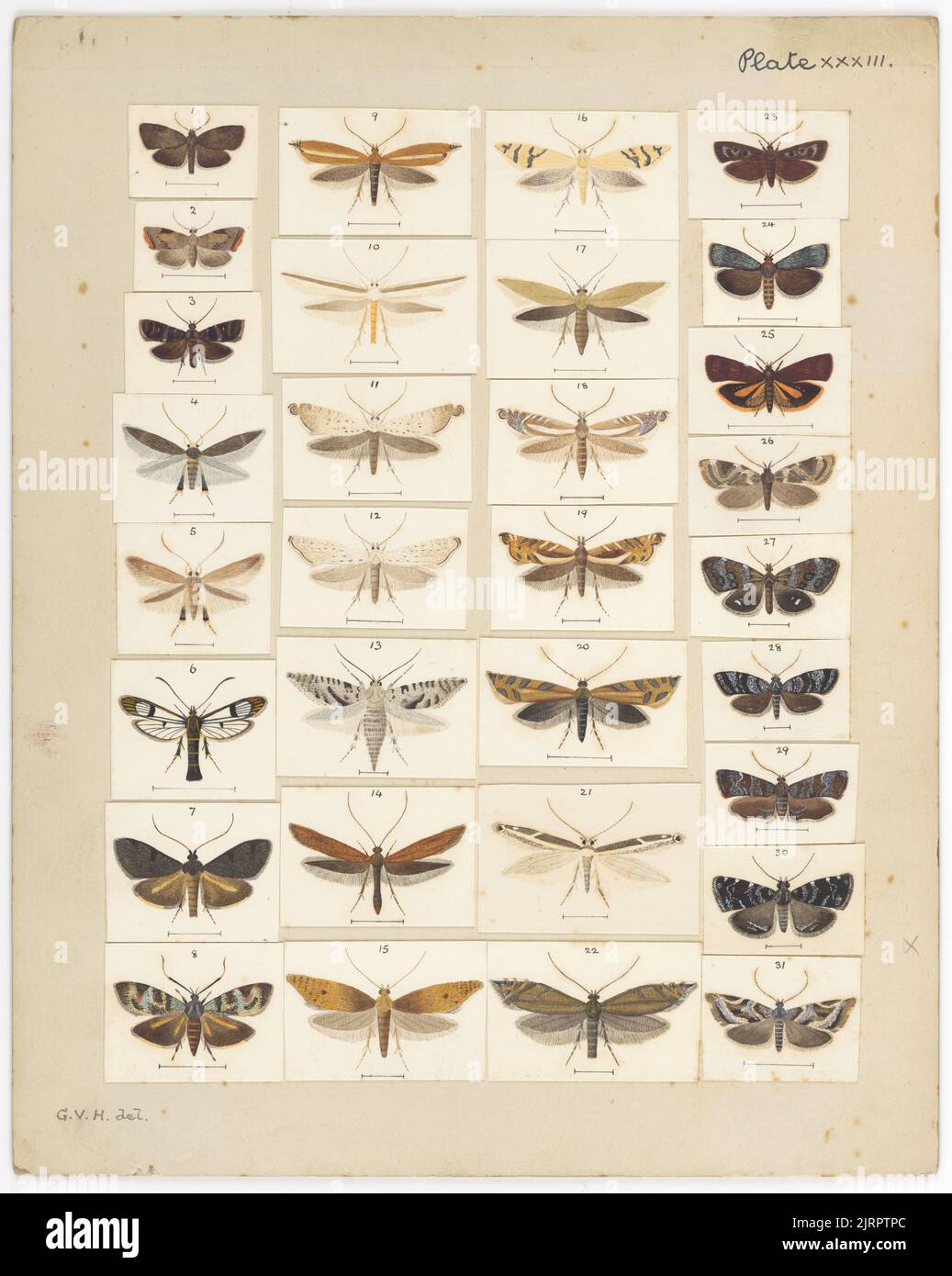 New zealand moths hi-res stock photography and images - Alamy